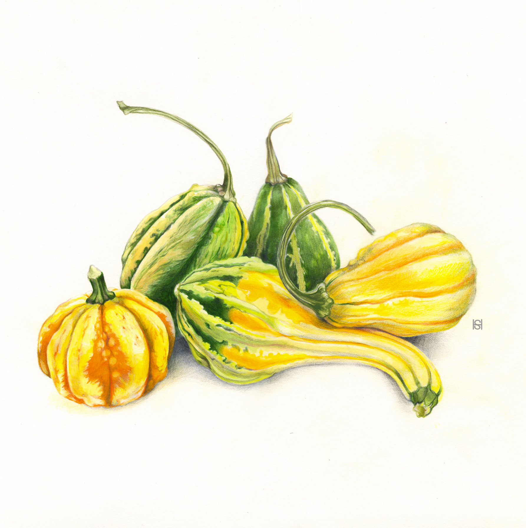 Botanical Drawing Workshop: Gourds and Pumpkins - Morris Museum
