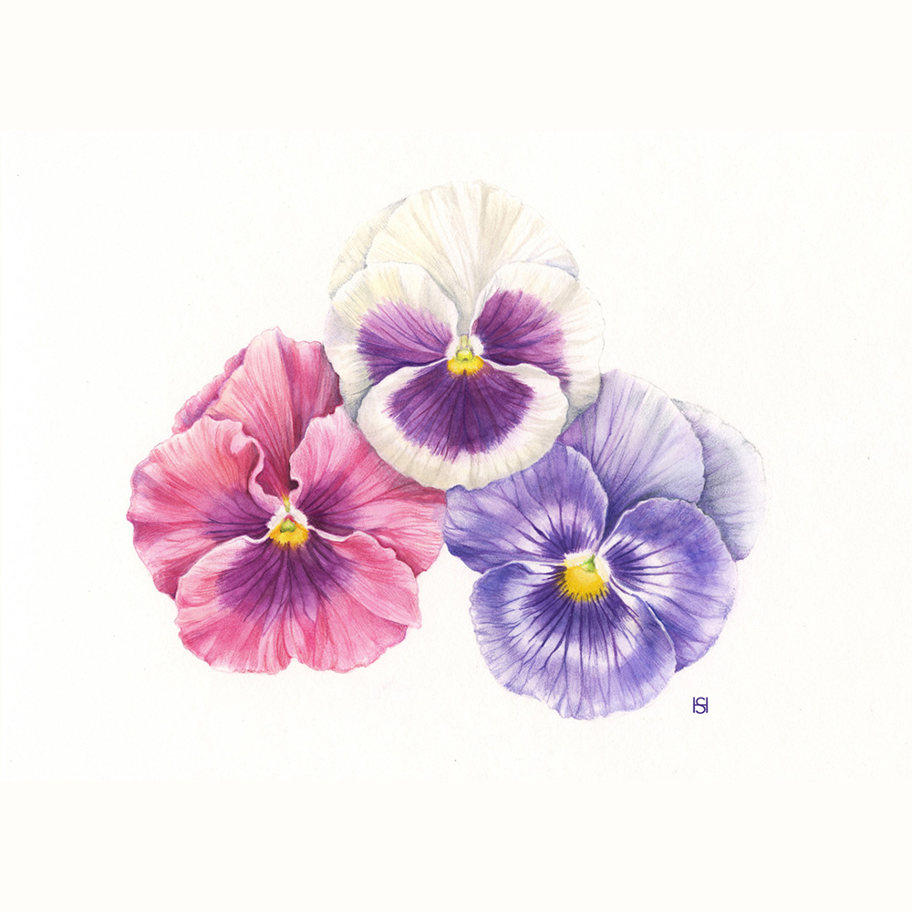 Botanical Drawing Workshop: Spring Flowers - Morris Museum