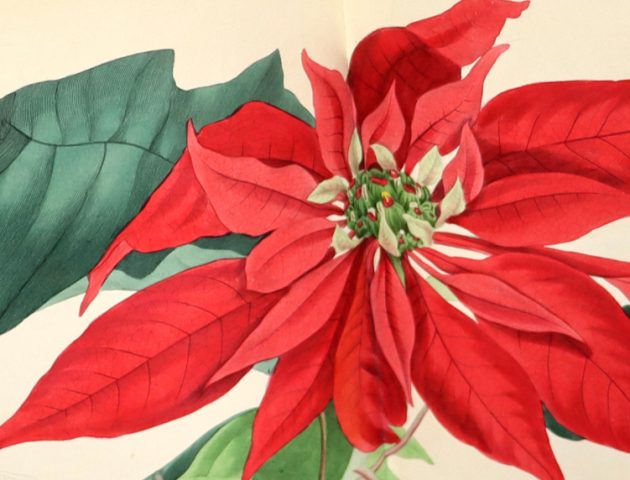 Current Exhibitions at the Morris Museum